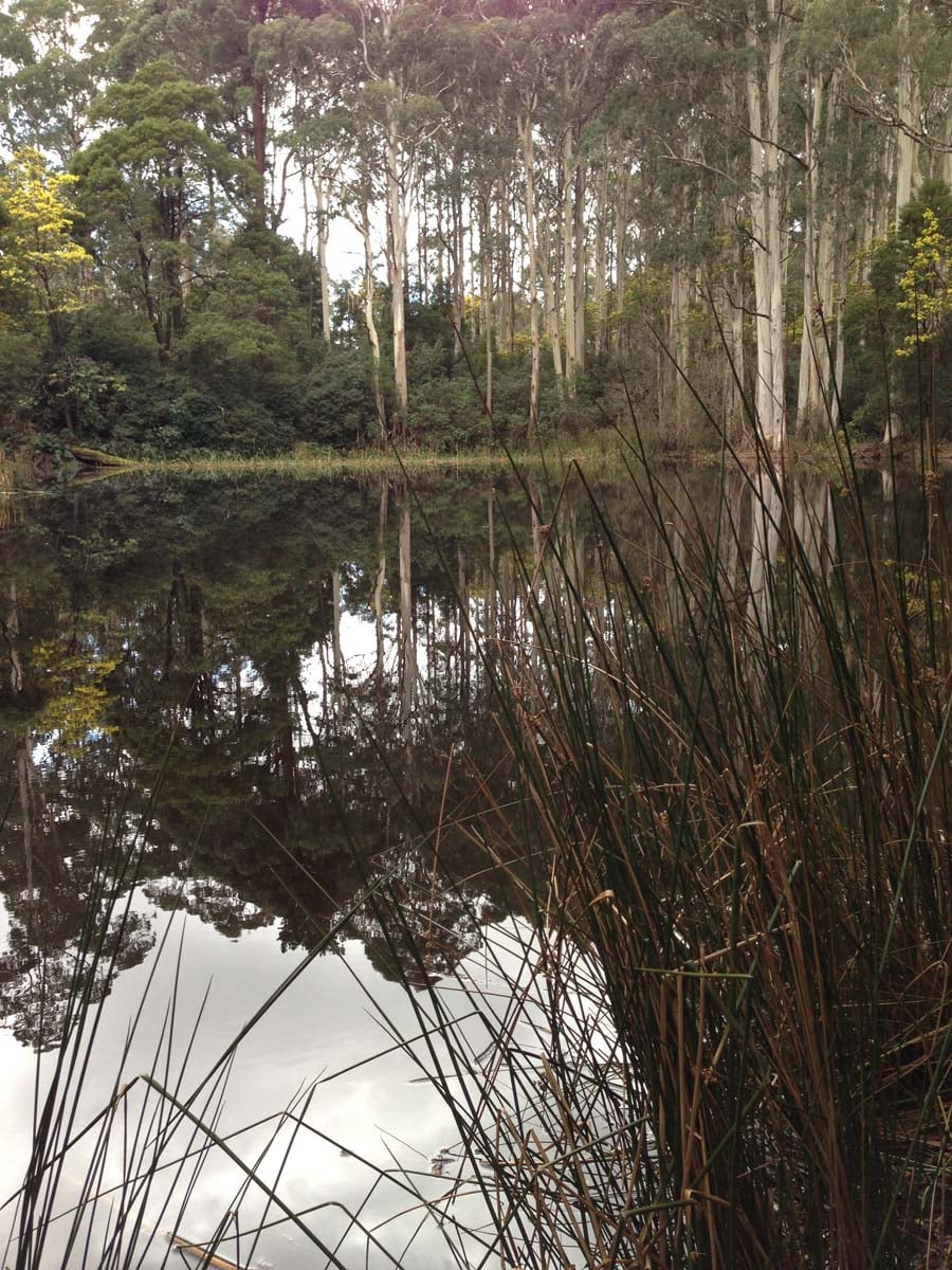 Sanatorium Lake Eco-Trail (2.5km) - Macedon Regional Park, VIC